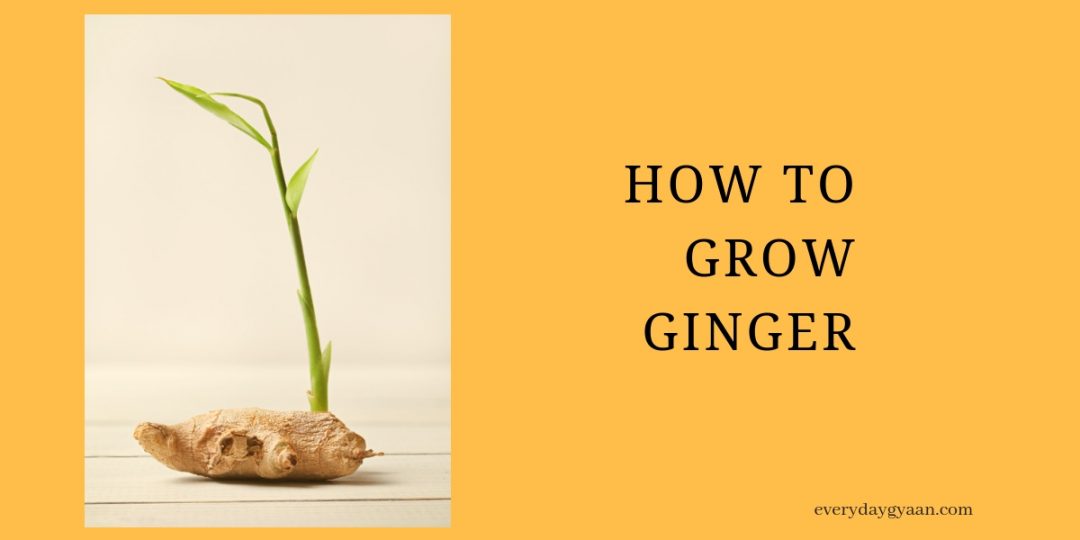 Everyday Gyaan How to Grow Ginger